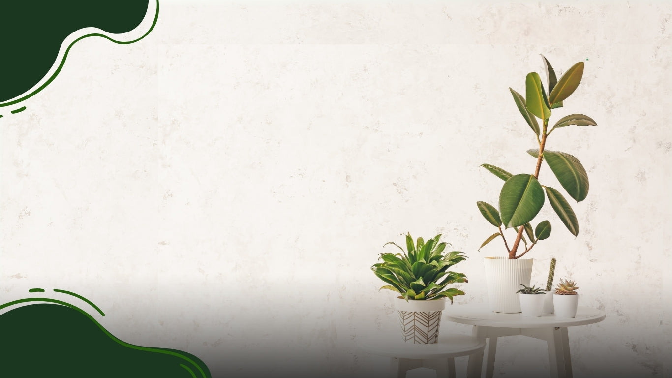 Indoor Plants – Plant Burst