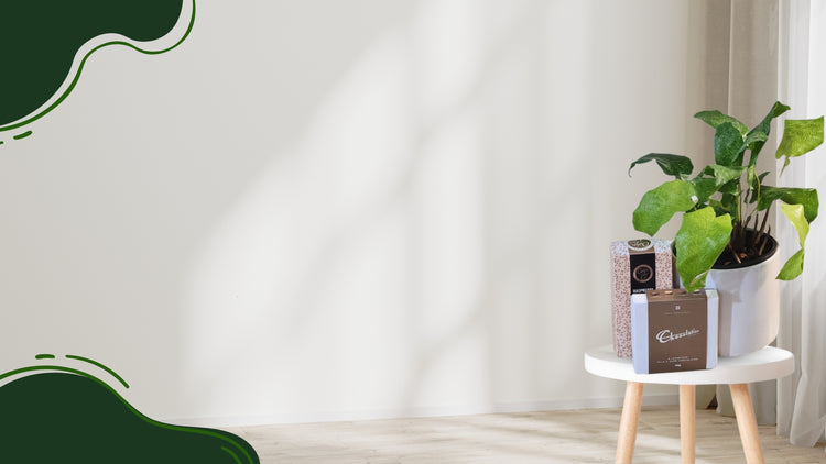 Plant Burst - Plants, Succulents & Hampers